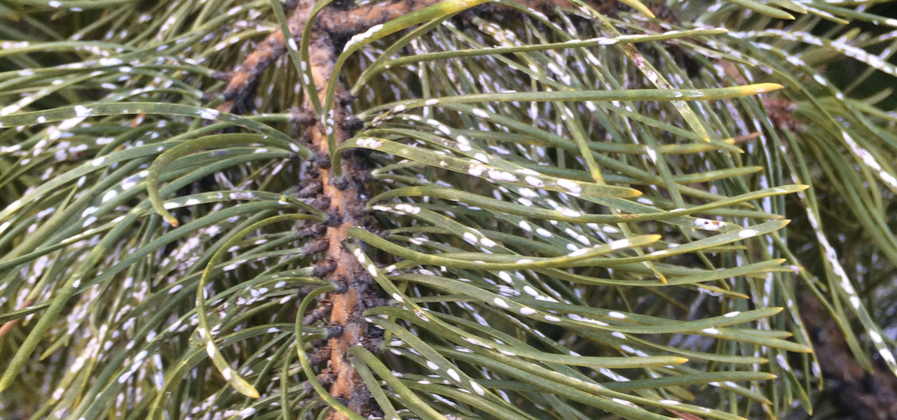 Scale Insects: Oystershell, Pine Needle & Striped Pine Scale - LAM Tree ...