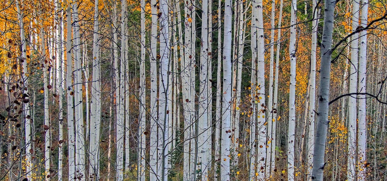 Aspen Leaf Blight: Symptoms & Solutions