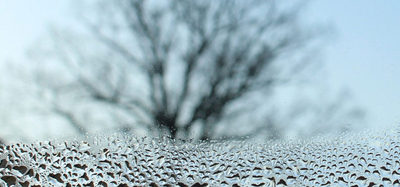 How Winter Drought Damages Your Landscape - LAM Tree Service