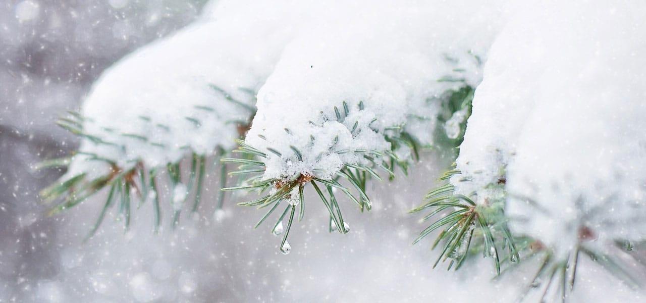 Helping Trees Survive Winter in Colorado - LAM Tree Service
