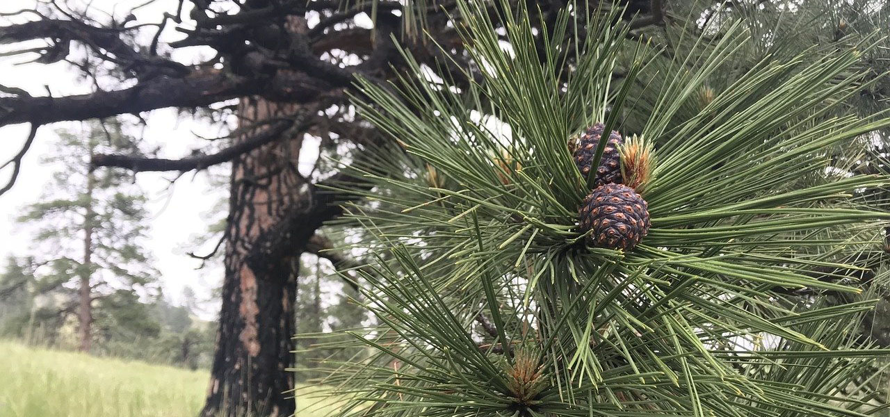Ponderosa Pine (Pinus ponderosa) - LAM Tree Service