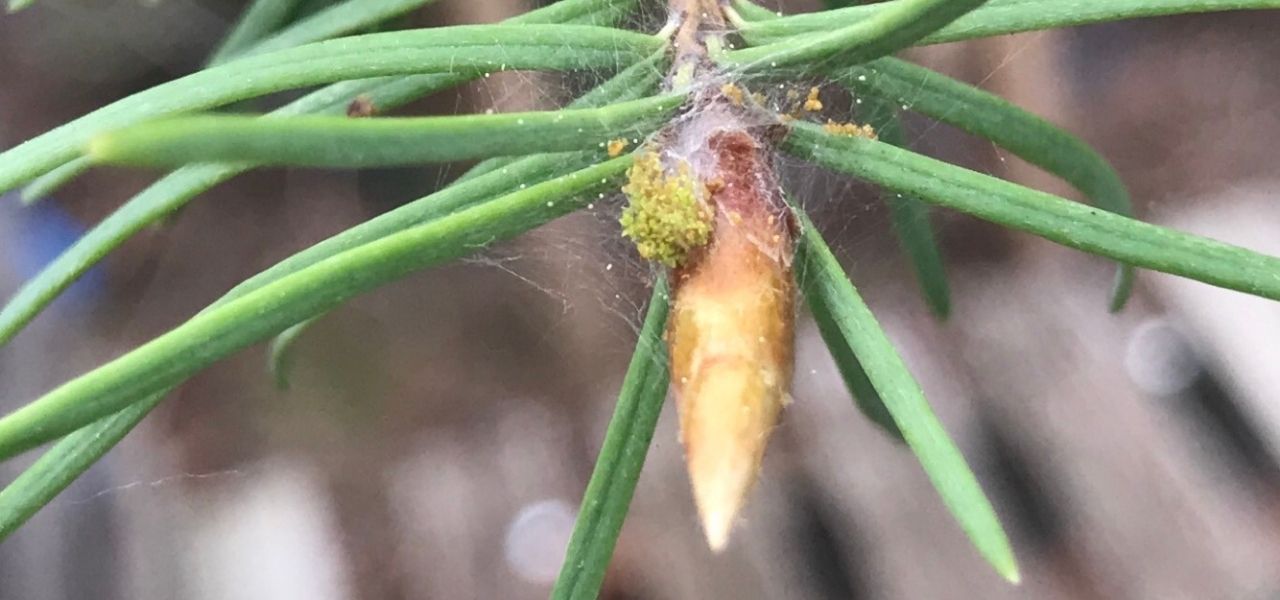 How to Identify & Get Rid of Spruce Budworms - LAM Tree Service