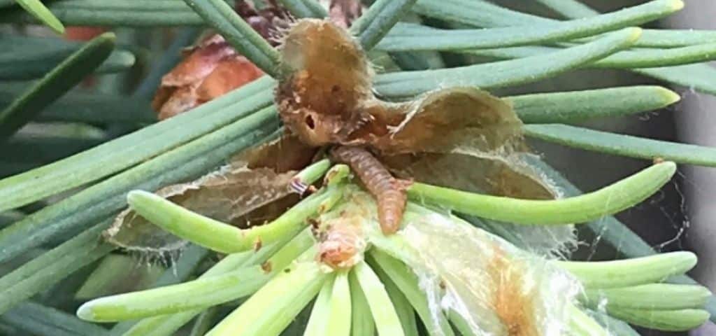 How To Identify Get Rid Of Spruce Budworms Lam Tree Service