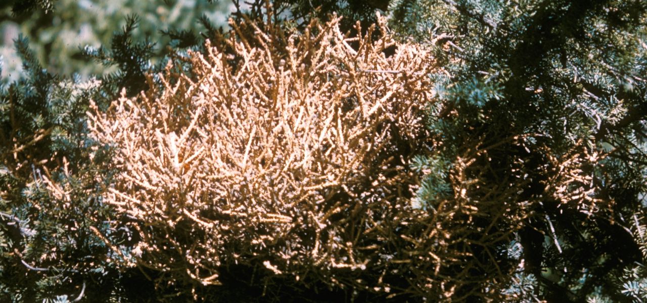 Spruce Broom Rust - LAM Tree Service